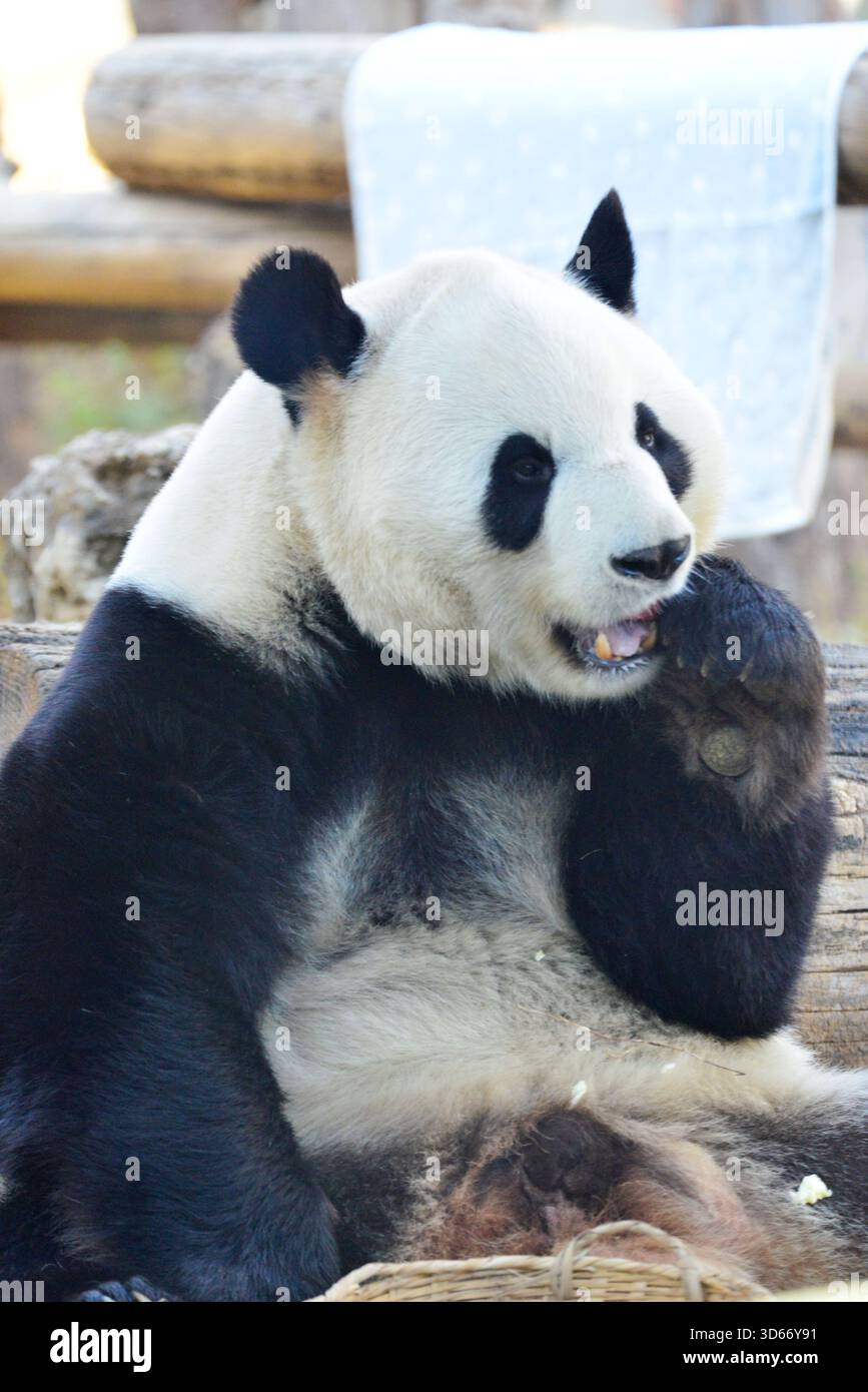BEIJING, CHINA - NOVEMBER 19, 2025 - Giant panda Menglan sits on the ...