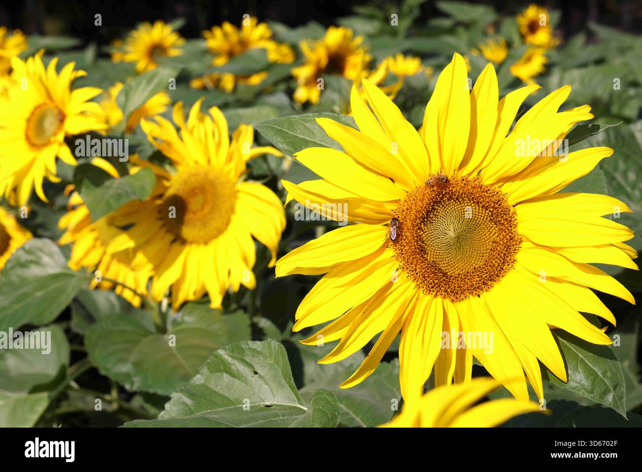 Sunflowers bloom in Suzhou City, east China's Jiangsu Province, 16 ...