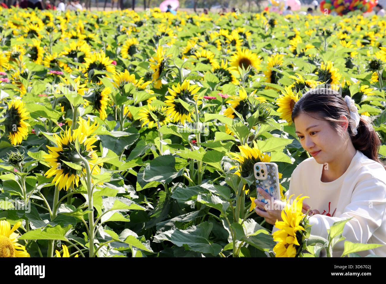 Sunflowers bloom in Suzhou City, east China's Jiangsu Province, 16 ...