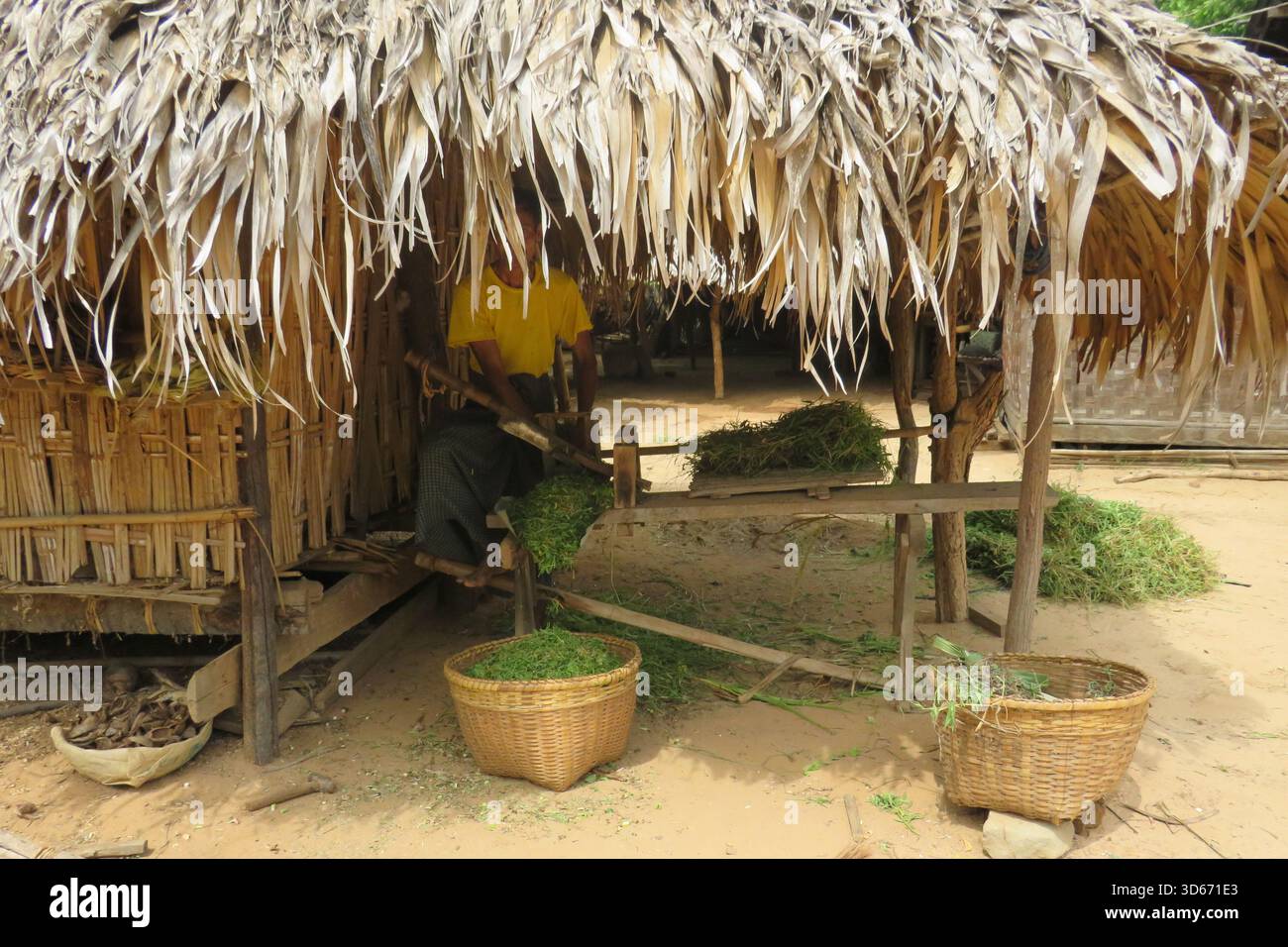 Burmese man cutting grass the traditional way in a thatched cabin in ...