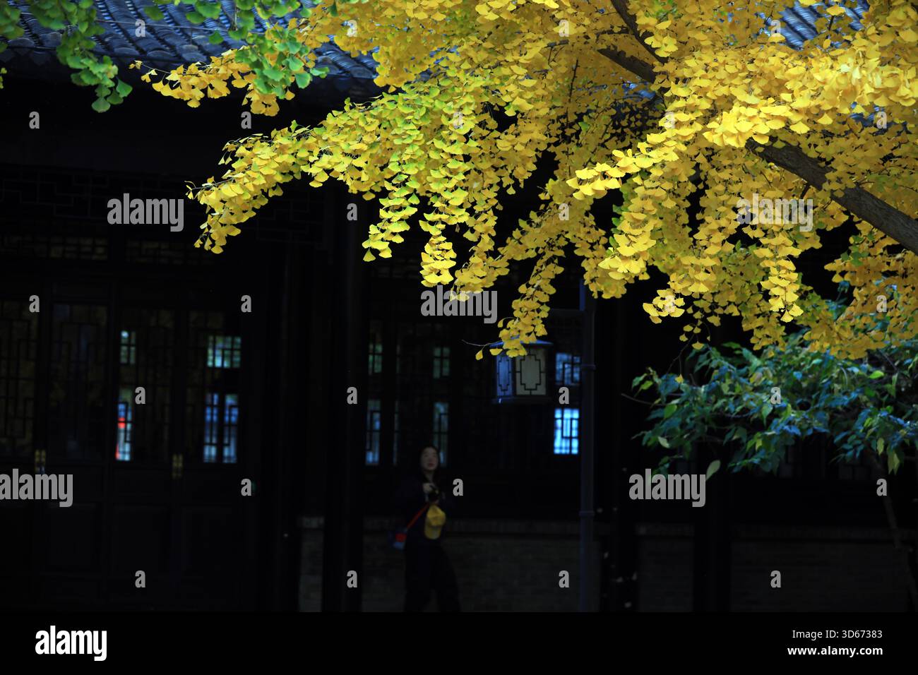 Ginkgo trees enter the best viewing time in Huai'an City, east China's ...