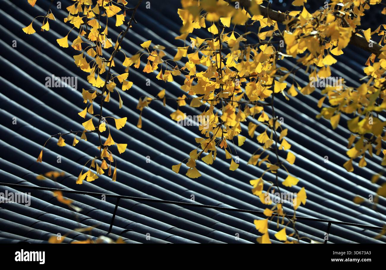 Ginkgo trees enter the best viewing time in Huai'an City, east China's ...