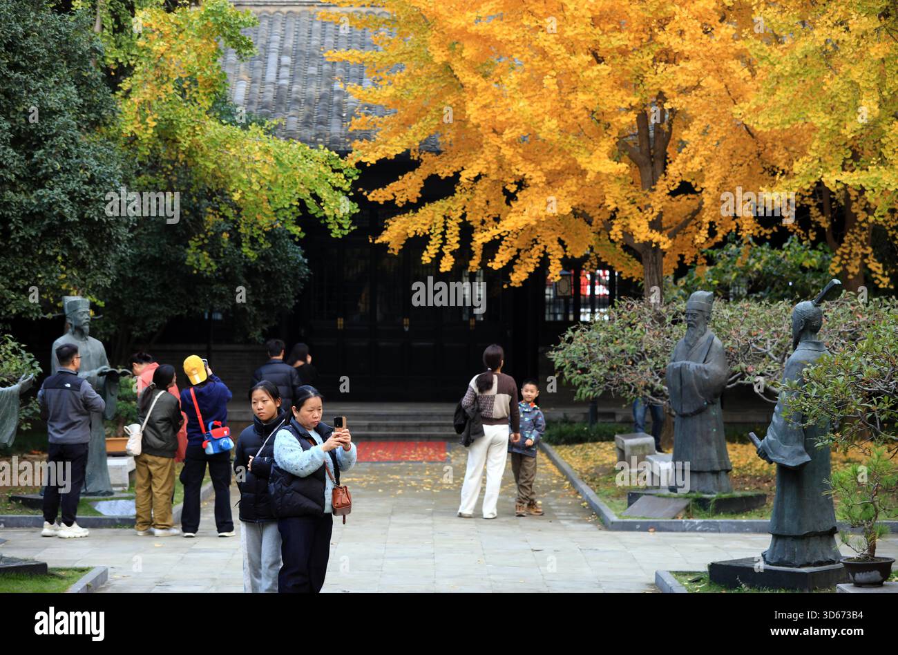 Ginkgo trees enter the best viewing time in Huai'an City, east China's ...
