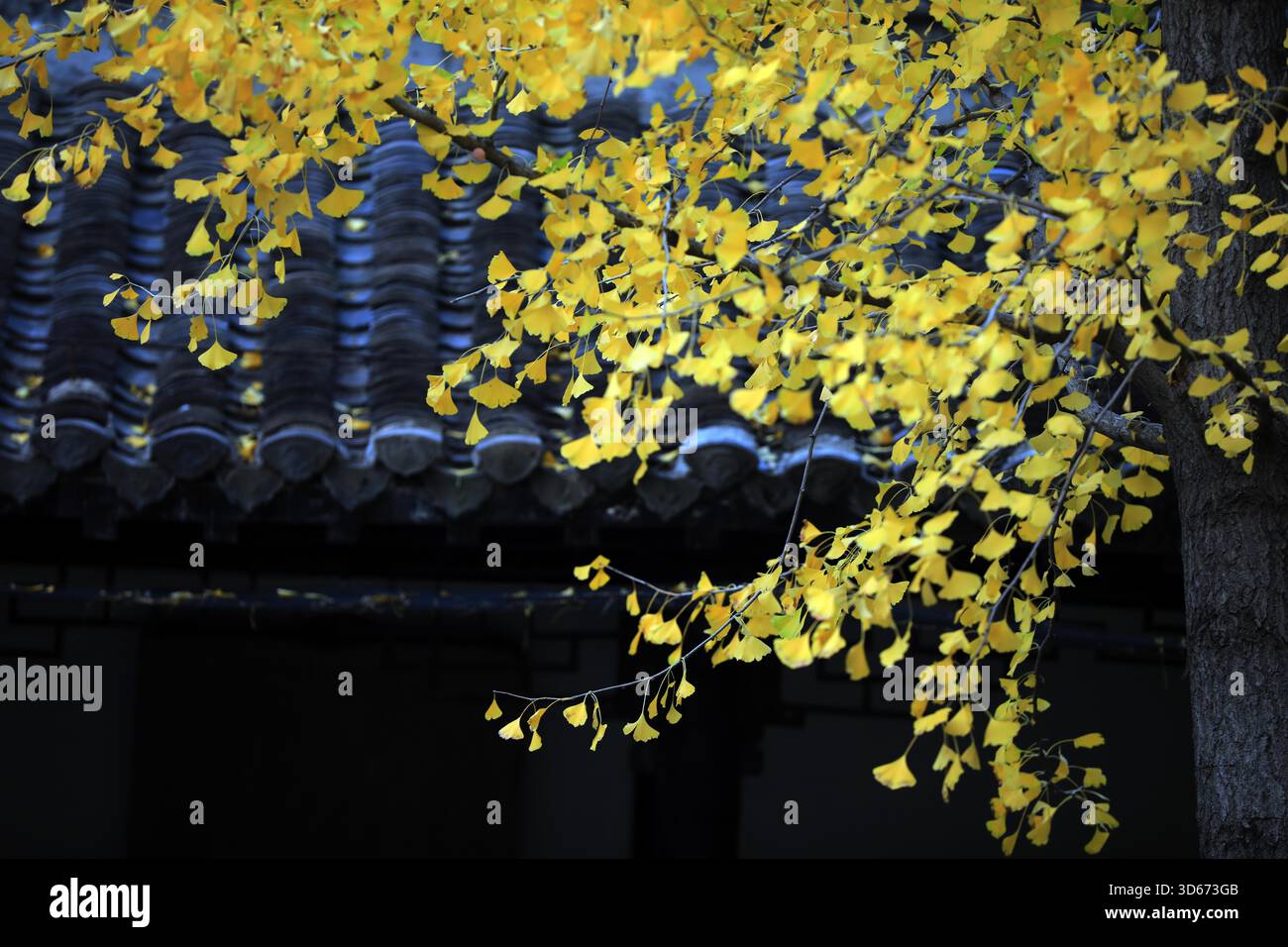 Ginkgo trees enter the best viewing time in Huai'an City, east China's ...