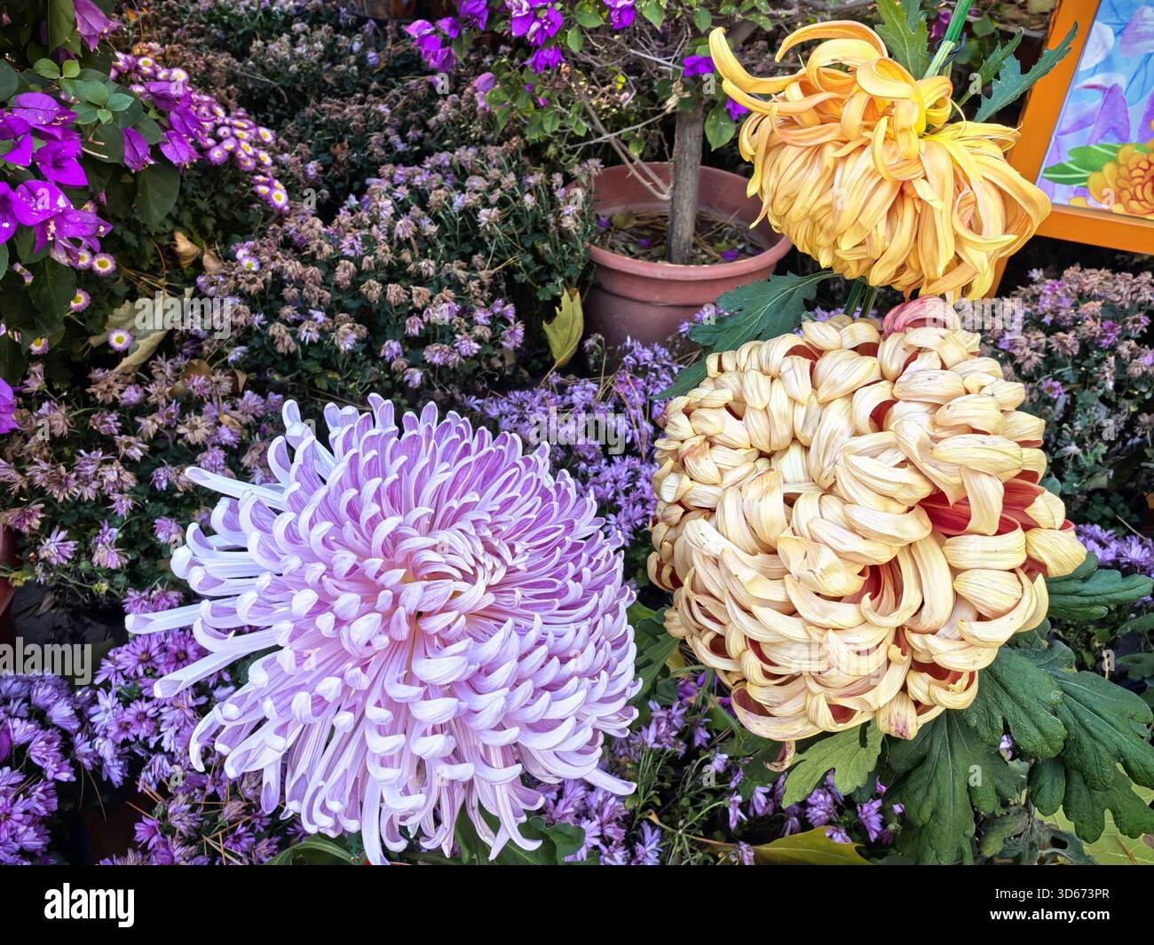 People admire chrysanthemum at Purple Bamboo Park in Beijing, China, 16 ...