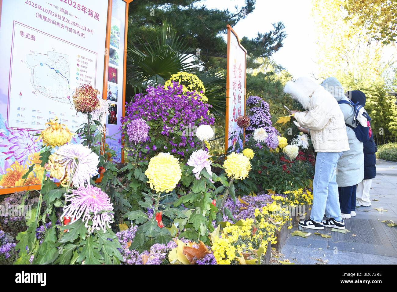 People admire chrysanthemum at Purple Bamboo Park in Beijing, China, 16 ...
