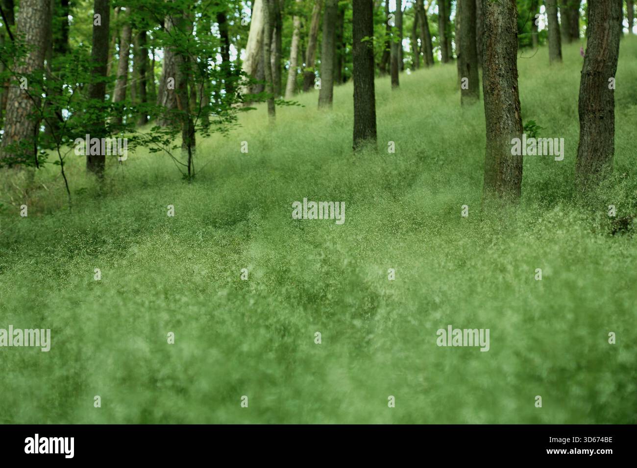 Tall trees filled green hi-res stock photography and images - Alamy