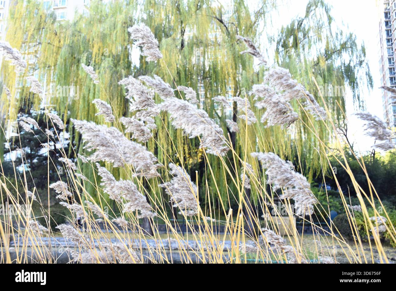 Early winter scenery at Purple Bamboo Park in Beijing, China, 16 ...