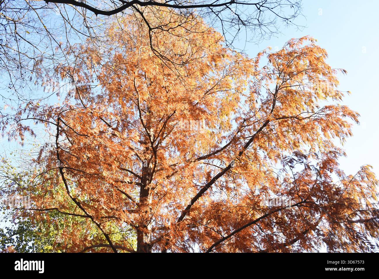 Early winter scenery at Purple Bamboo Park in Beijing, China, 16 ...