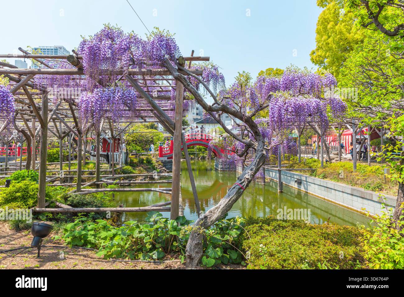 Wisteria in full blossom at Kameido Shrine during Fuji Matsuri, Koto-ku ...
