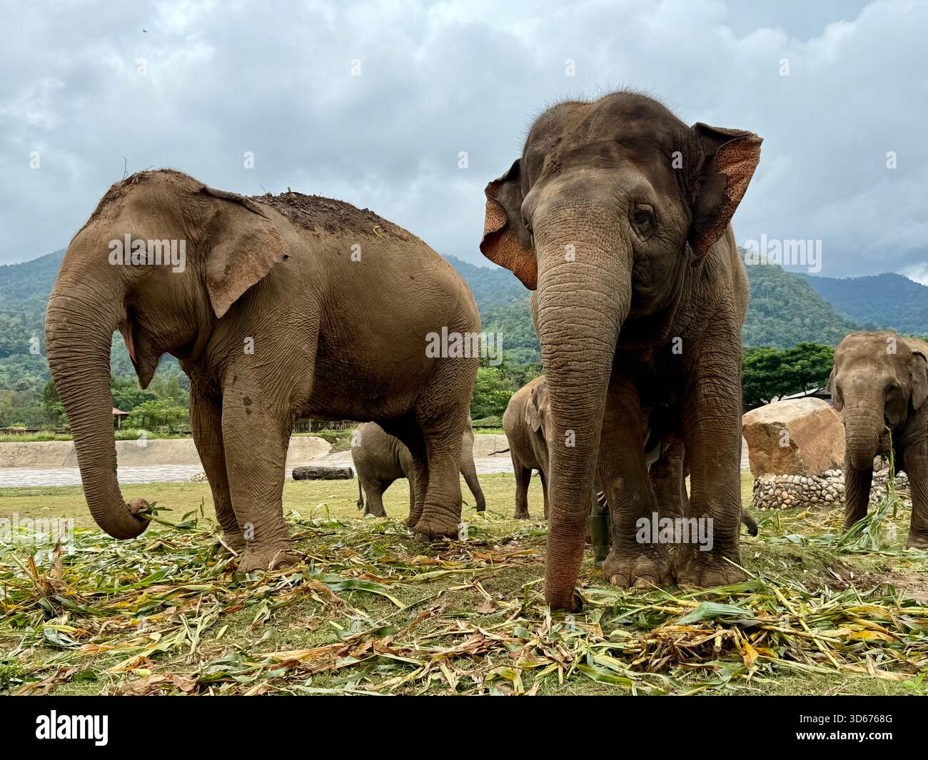 03 November 2025, Thailand, Mae Taeng: Rescued elephants can be seen in ...