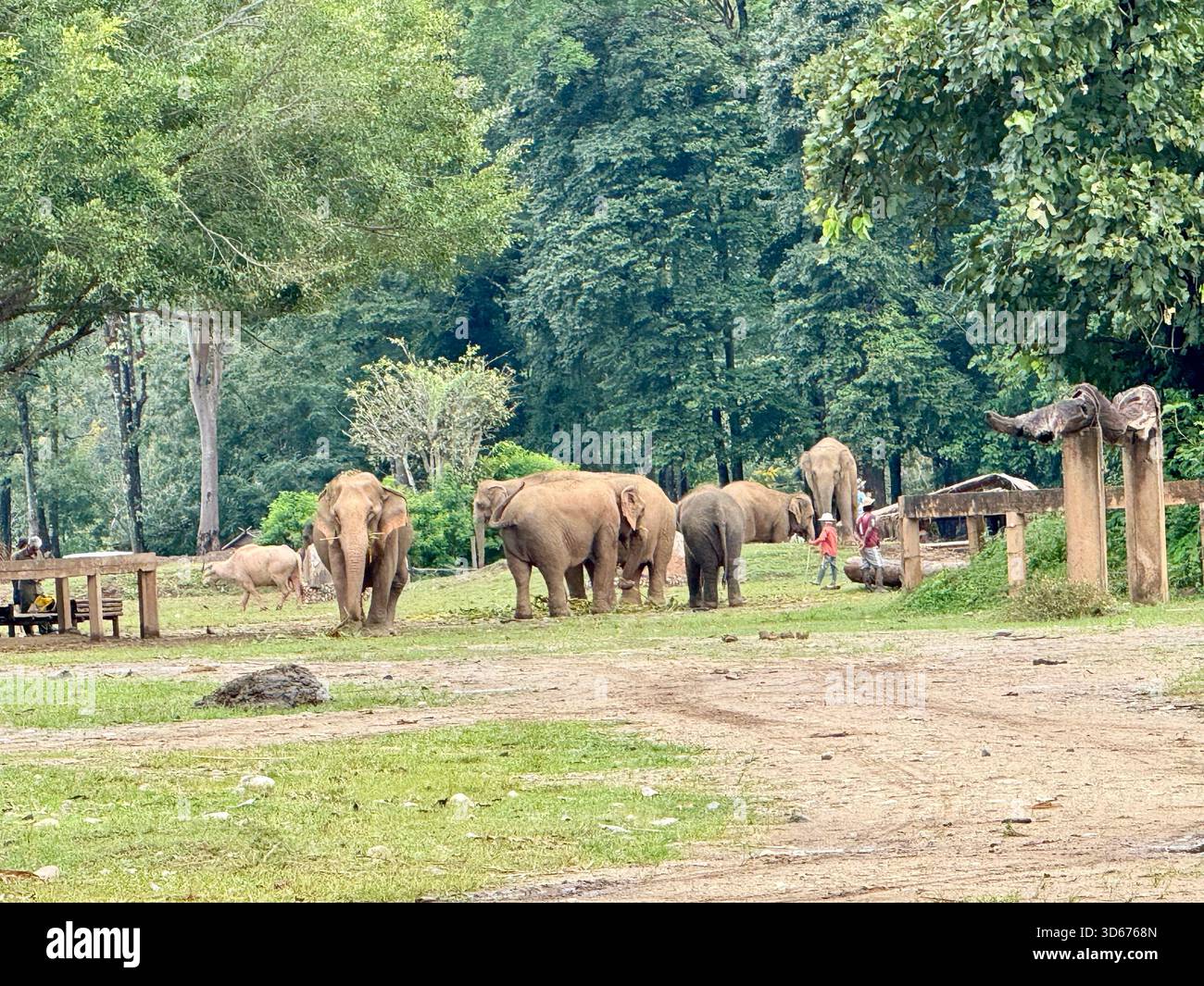 03 November 2025, Thailand, Mae Taeng: Rescued elephants can be seen in ...