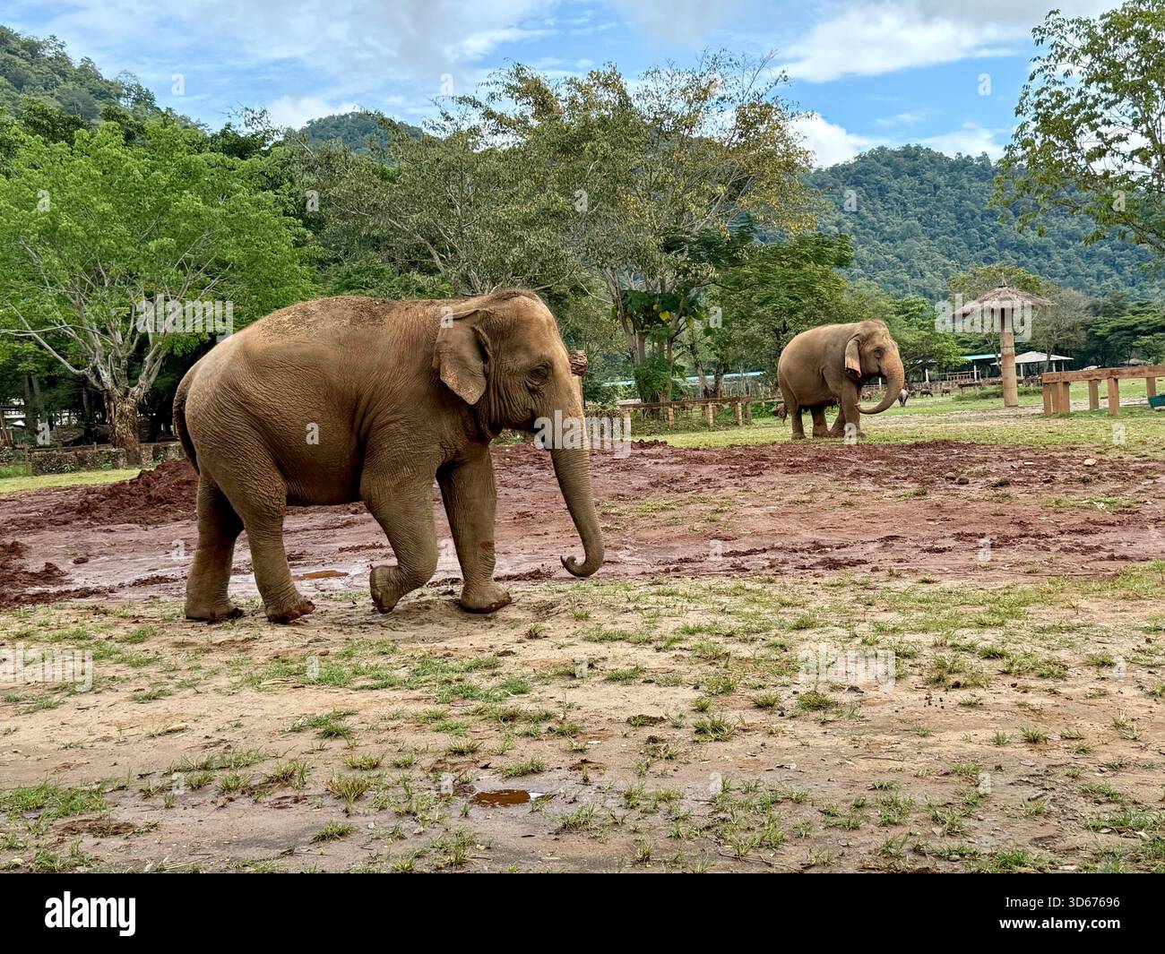 03 November 2025, Thailand, Mae Taeng: Rescued elephants can be seen in ...
