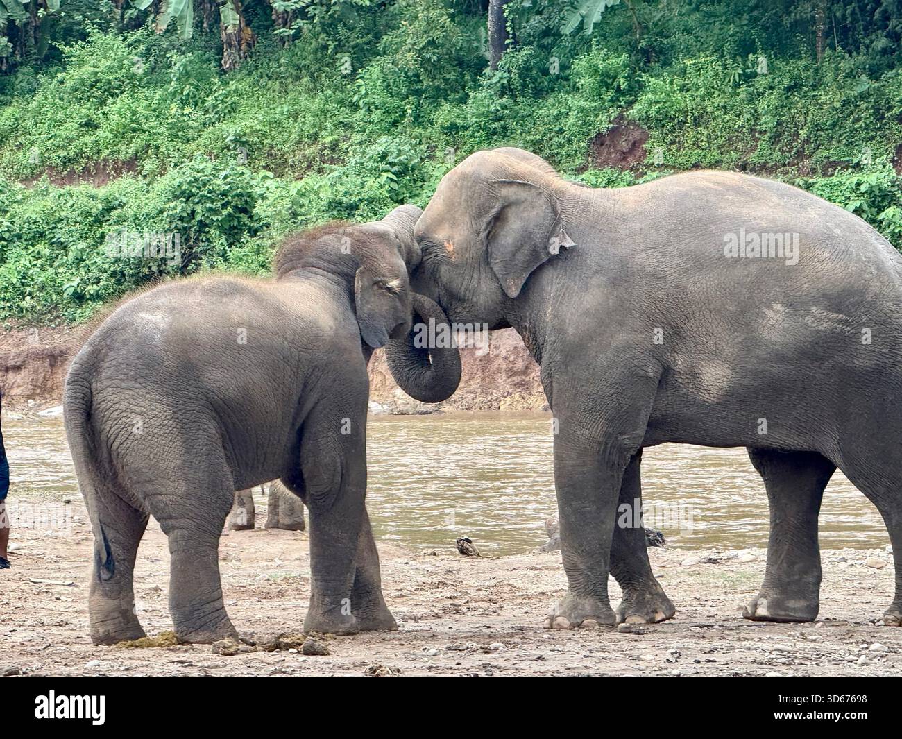 03 November 2025, Thailand, Mae Taeng: Rescued elephants can be seen in ...