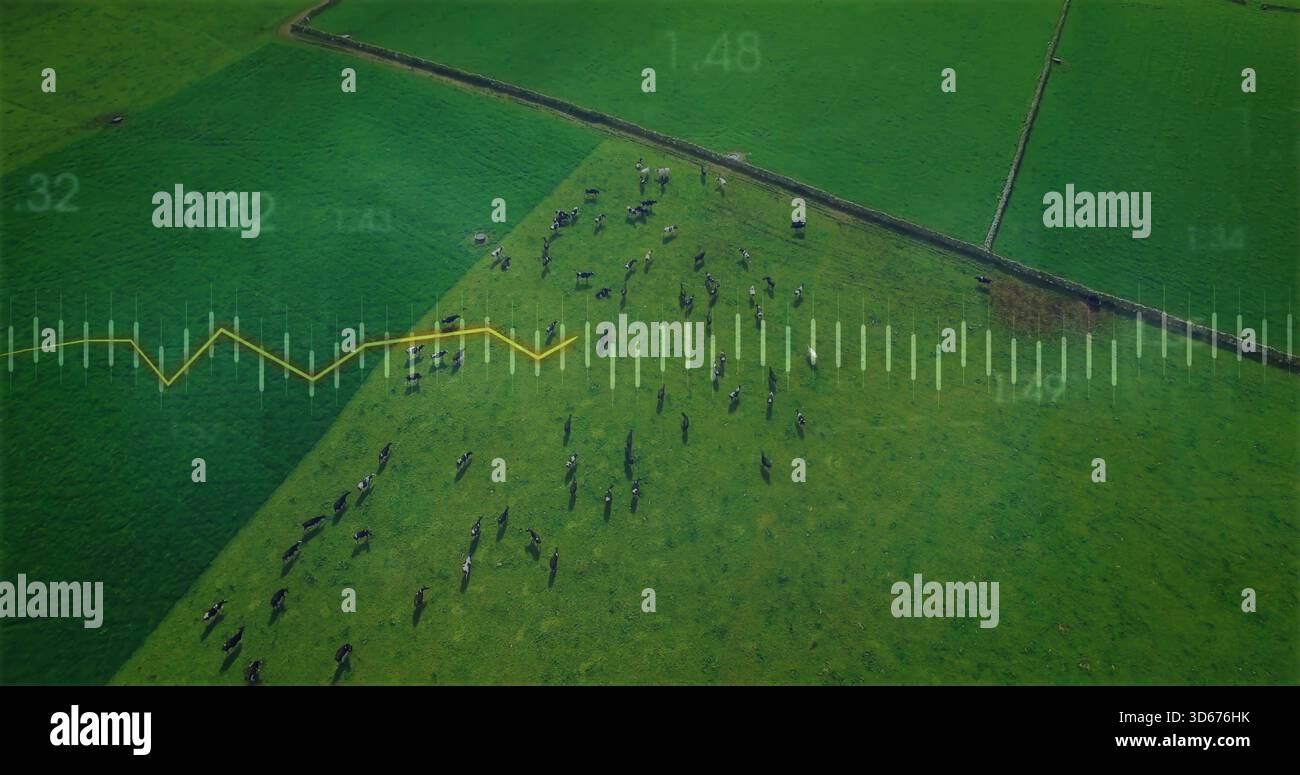 Grazing cattle herd casting long shadows across center field from drone ...