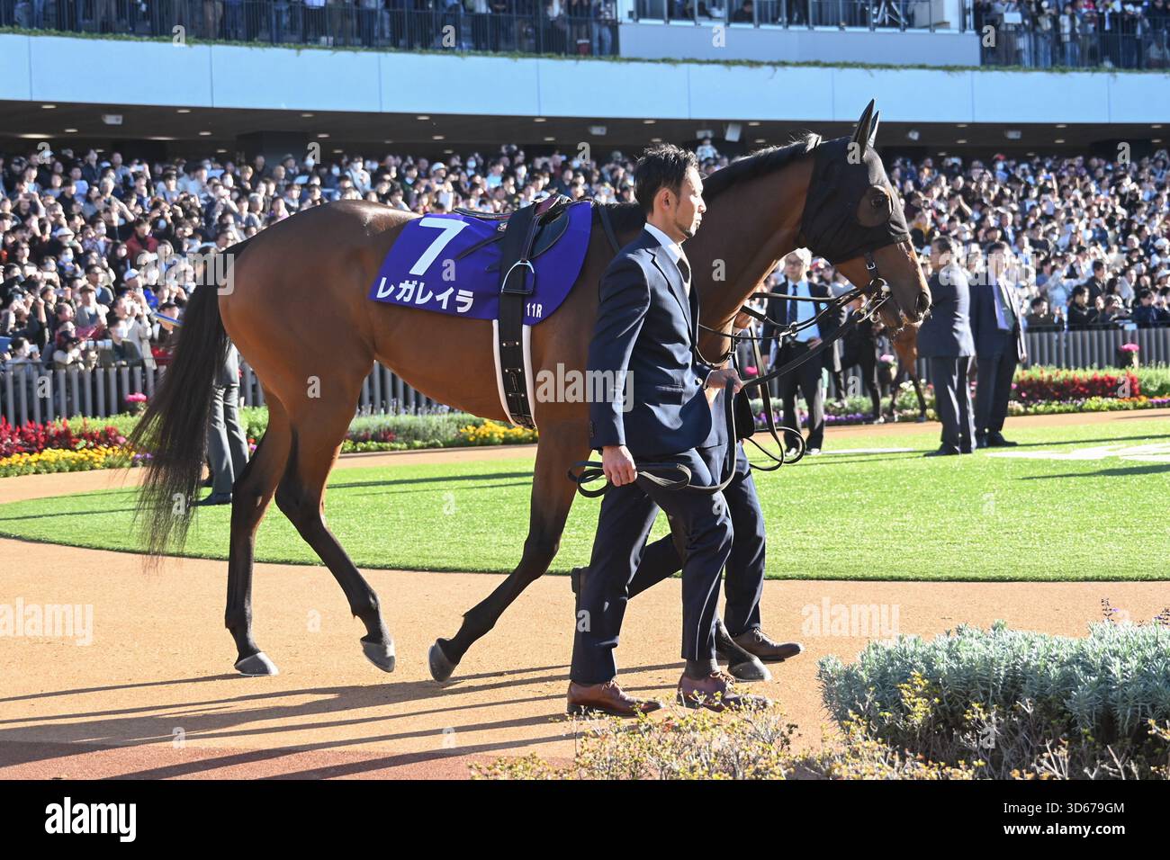 2025/11/16 KYOTO 11R THE QUEEN ELIZABETH 2 CUP / 1 / Regaleira Kyoto Racecourse in Kyoto, Japan ...