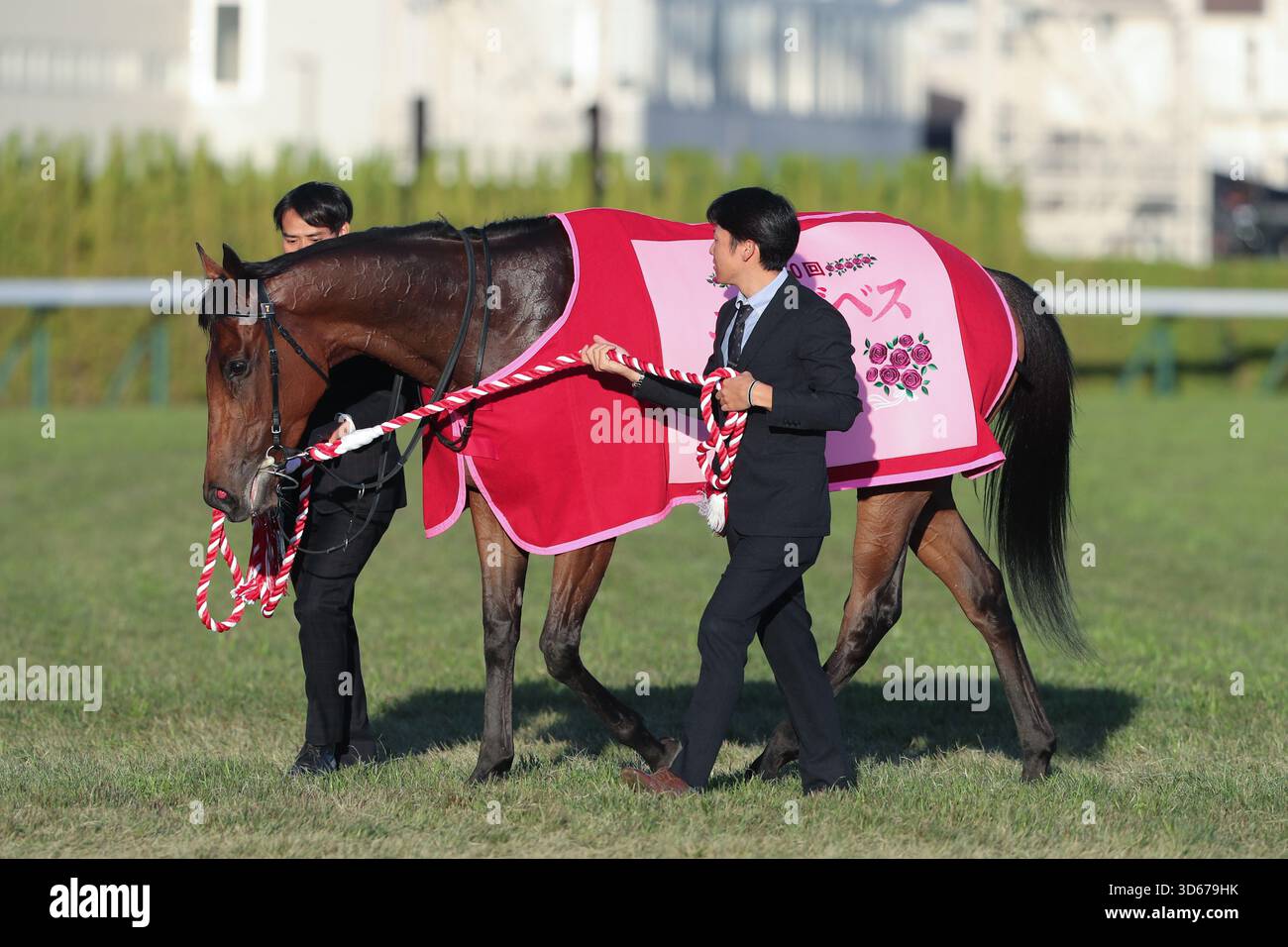 2025/11/16 KYOTO 11R THE QUEEN ELIZABETH 2 CUP / 1 / Regaleira Kyoto Racecourse in Kyoto, Japan ...