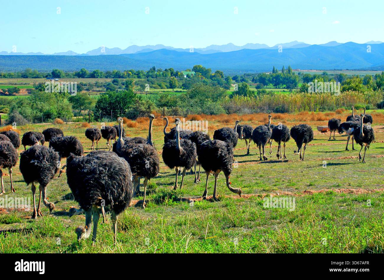 Ostriches grazing hi-res stock photography and images - Alamy