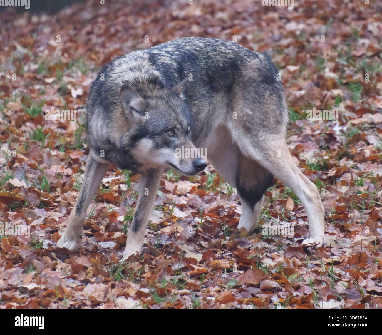 Wolf-Europaeischer Grauwolf in Deutschland in Aktion. Wolf-Grauwolf ...