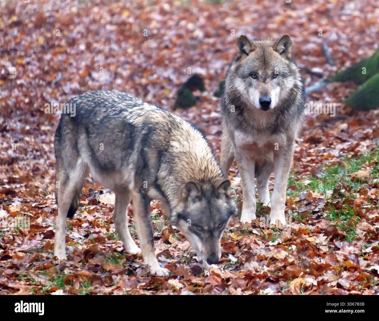Wolf-Europaeischer Grauwolf in Deutschland in Aktion. Wolf-Grauwolf ...