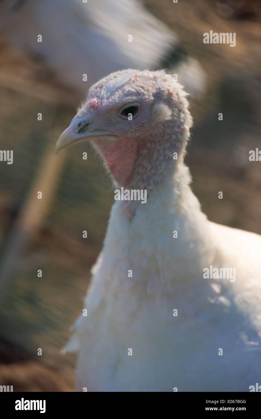 Close-up portrait of a white turkey with detailed facial features in ...