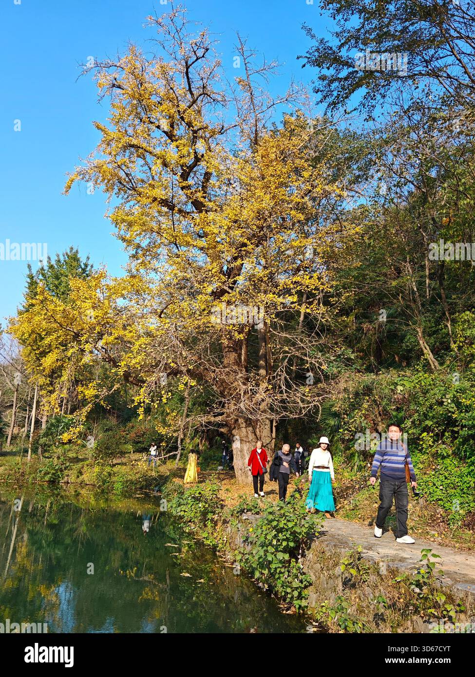 Ancient ginkgo trees attract tourists in Xiaogan City, central China's ...