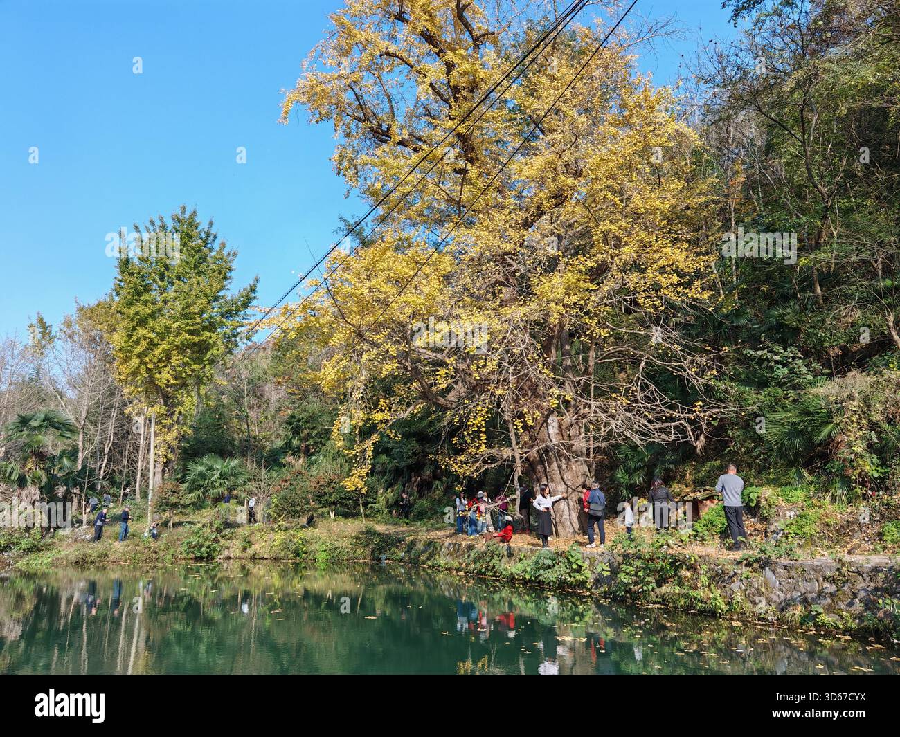 Ancient ginkgo trees attract tourists in Xiaogan City, central China's ...