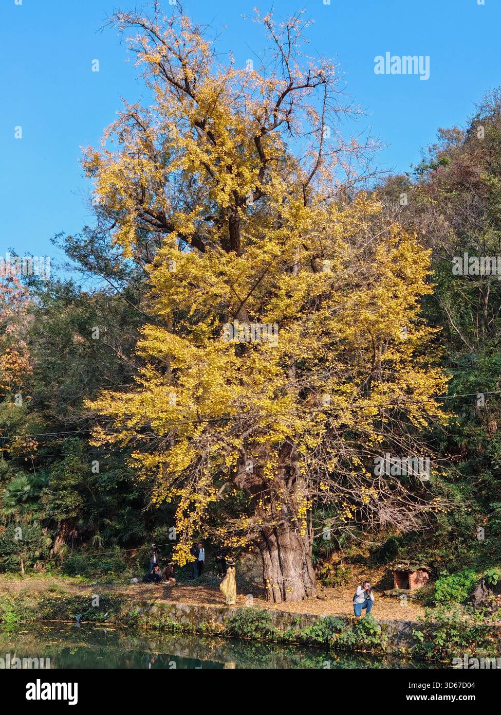 Ancient ginkgo trees attract tourists in Xiaogan City, central China's ...