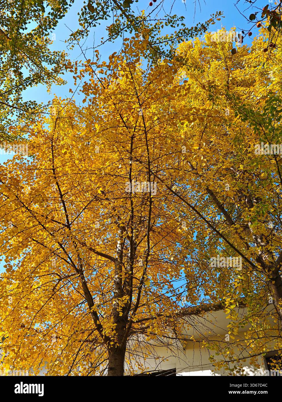 Ancient ginkgo trees attract tourists in Xiaogan City, central China's ...