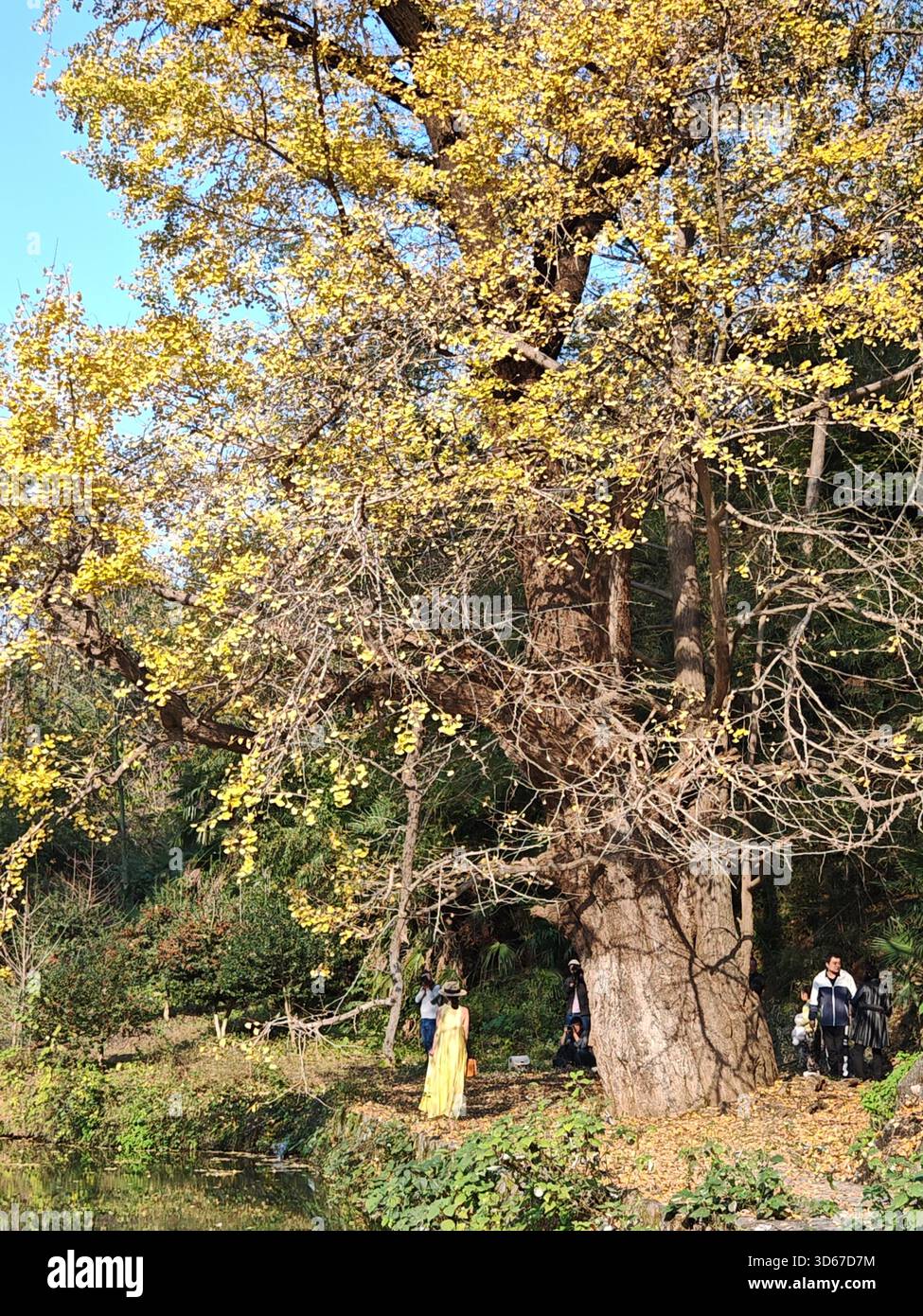 Ancient ginkgo trees attract tourists in Xiaogan City, central China's ...