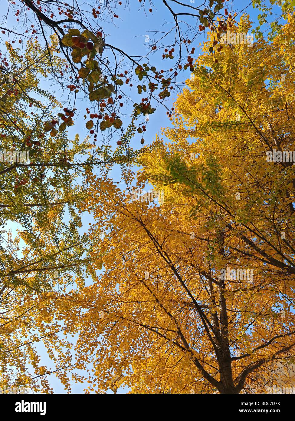 Ancient ginkgo trees attract tourists in Xiaogan City, central China's ...