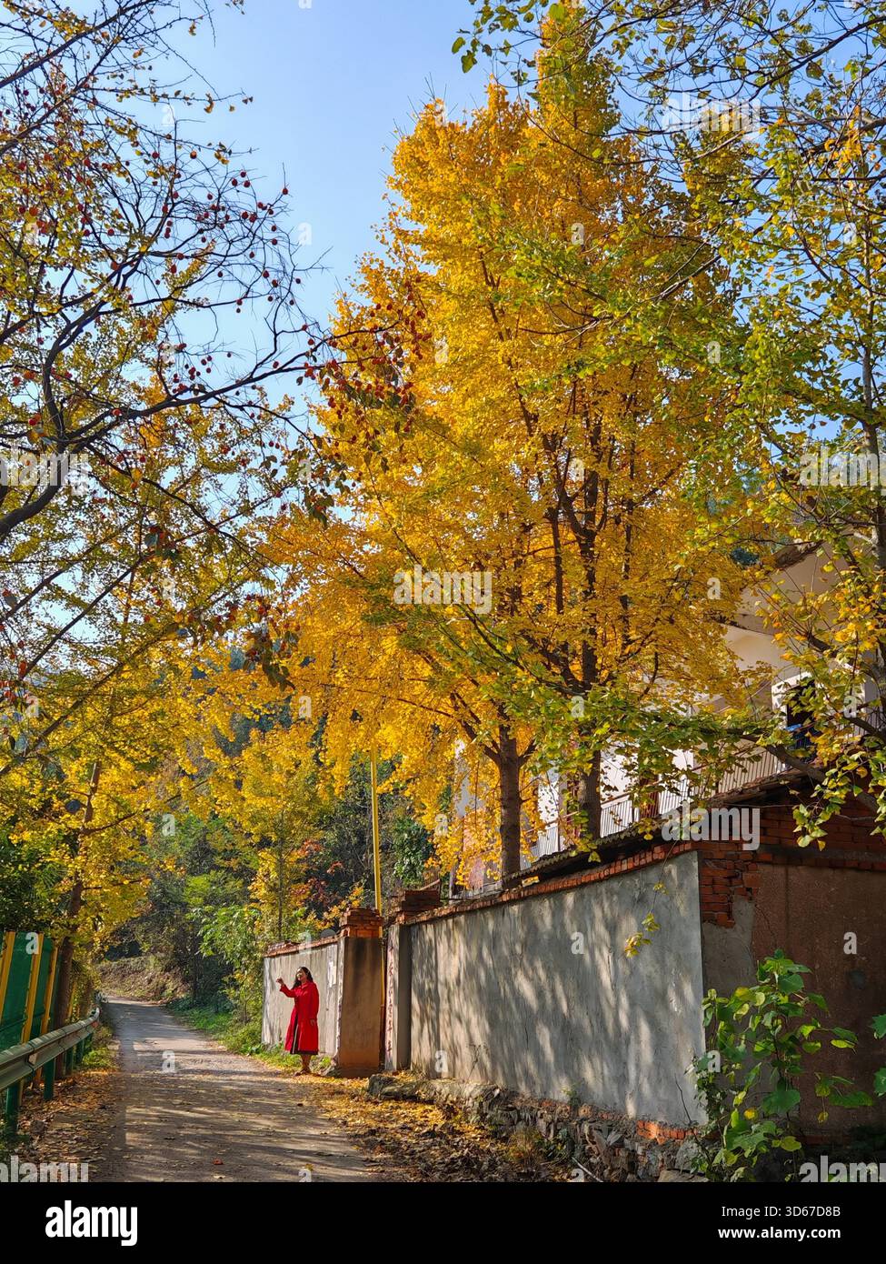 Ancient ginkgo trees attract tourists in Xiaogan City, central China's ...