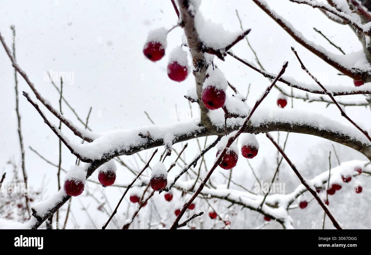 Snow scenery in Xiangyang City, central China's Hubei Province, 17 ...