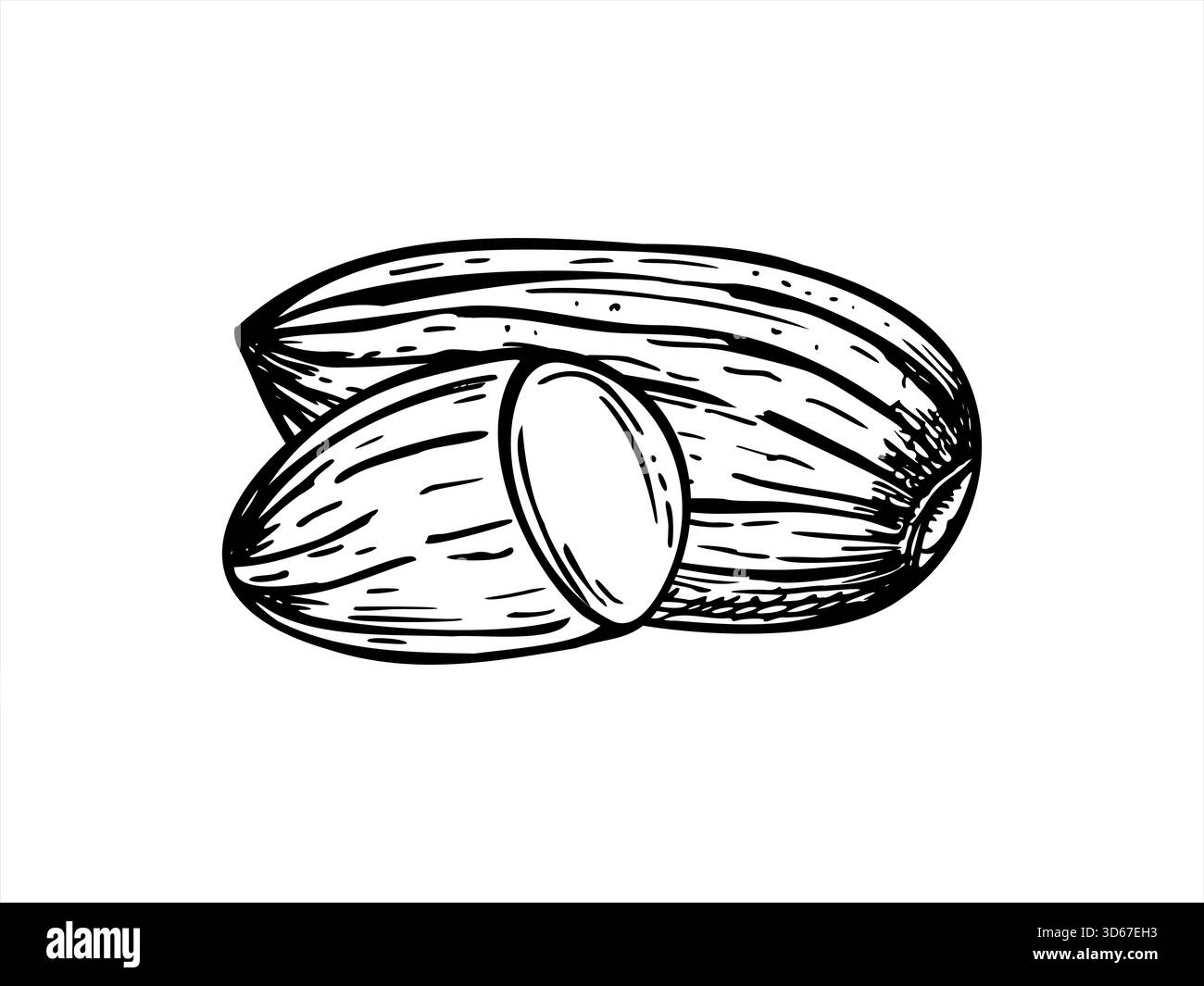 Dried peeled almond nuts monochrome vector isolated illustration ...