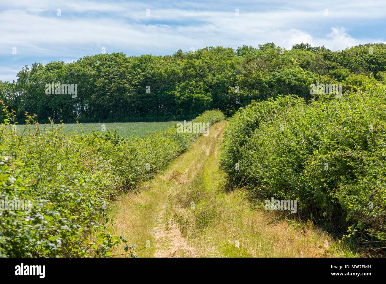 The Castles and Coast Way path near Lilstock, Somerset, England Stock ...