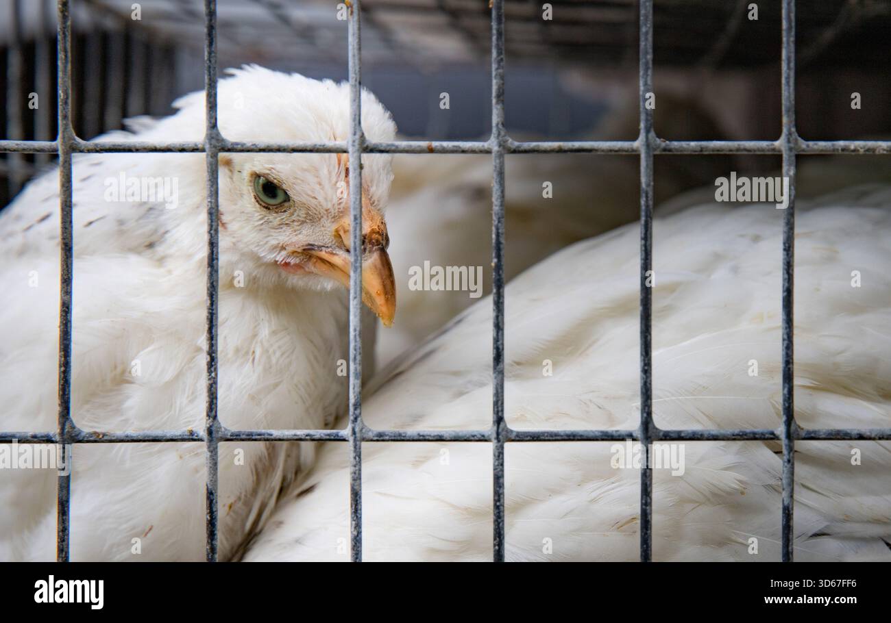 White broiler chicken inside metal cage at poultry farm showing ...