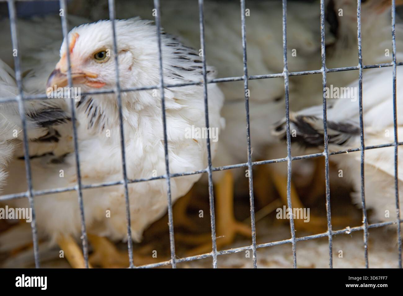 White broiler chicken inside metal cage at poultry farm showing ...