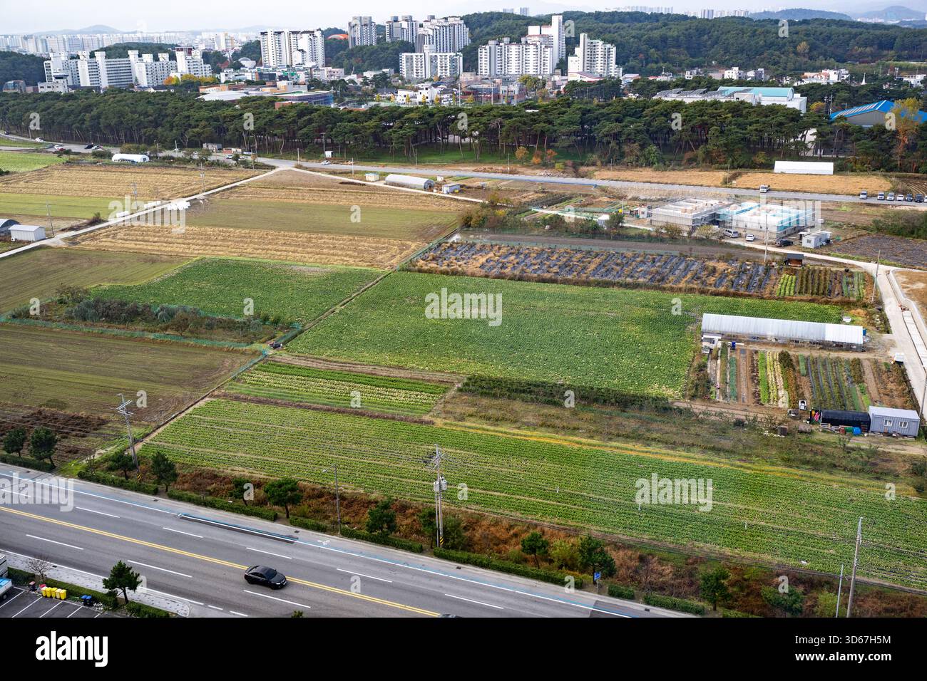 A cabbage field is on the outskirts of downtown Gangneung, South Korea, on November 7, 2025 ...