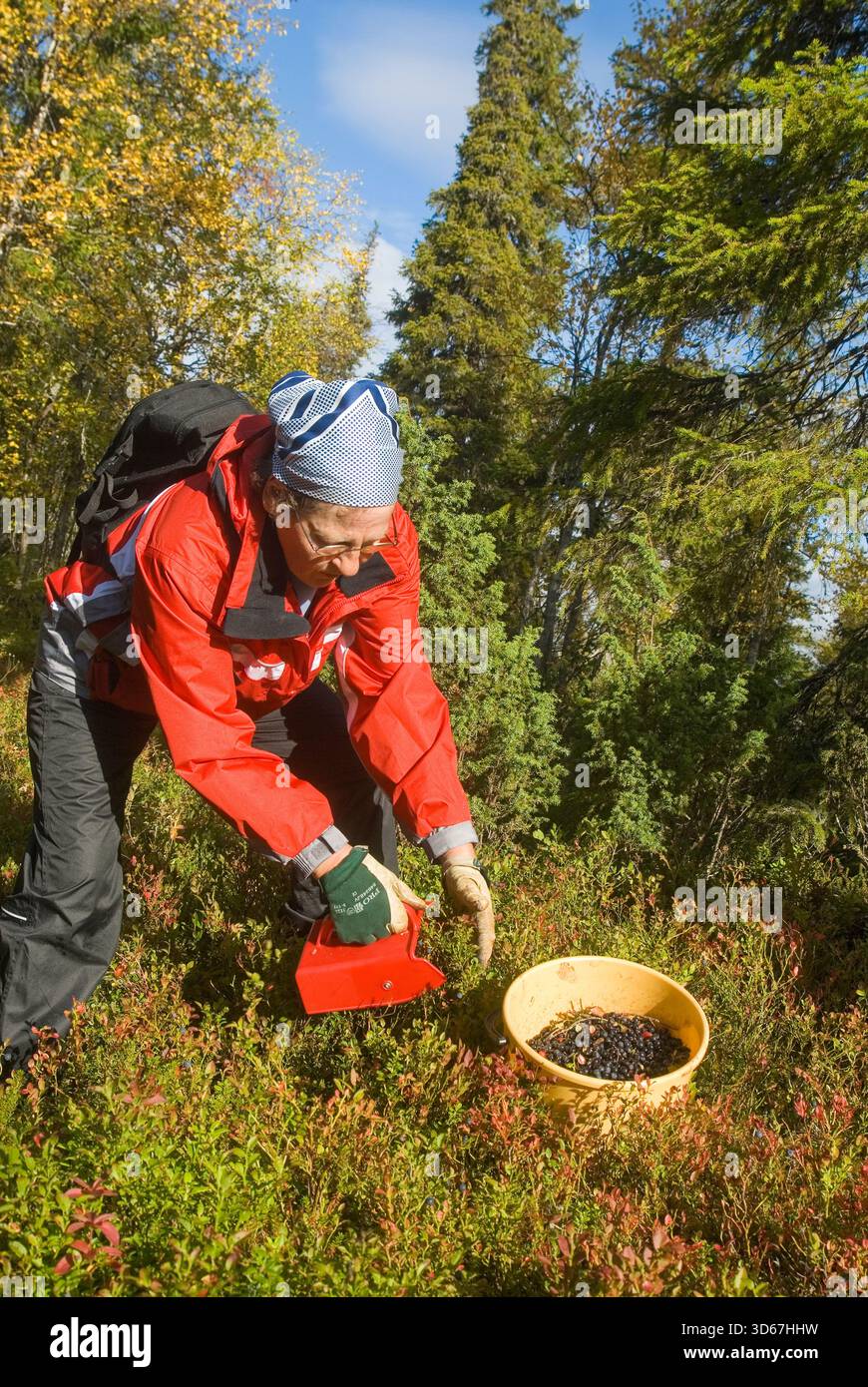 Blueberry picking,Pyha-Luosto National Park,Lapland,Finland, Northern ...
