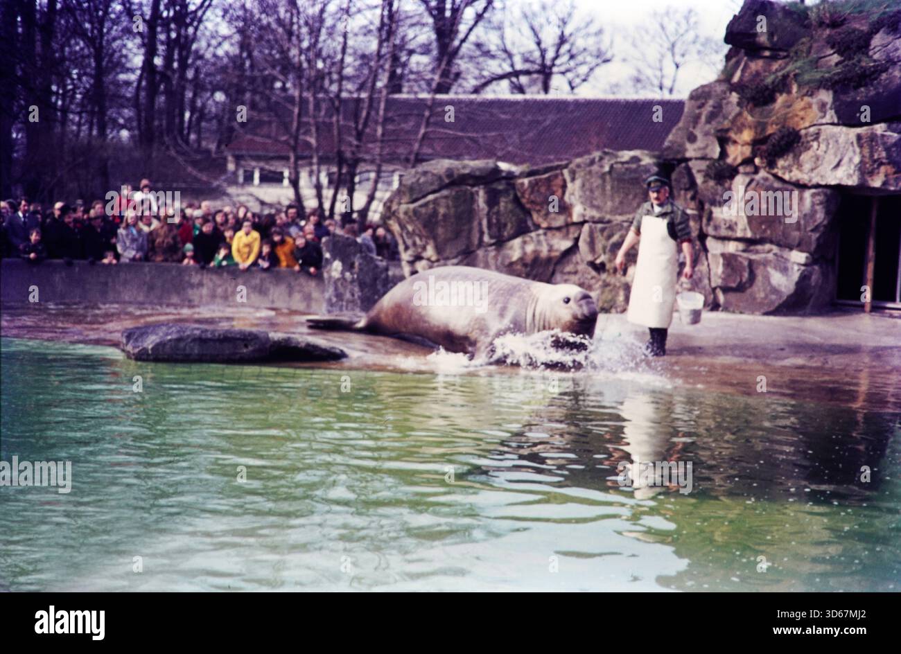 Zoo GER, 20200101, Aufnahme ca. 1960, Tiere im Zoo, Walross *** Zoo GER ...