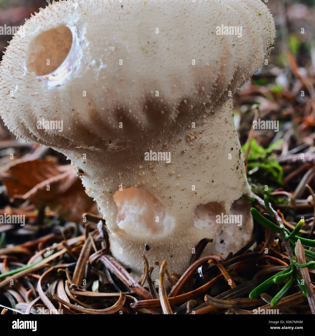 Pearl puffball hi-res stock photography and images - Alamy