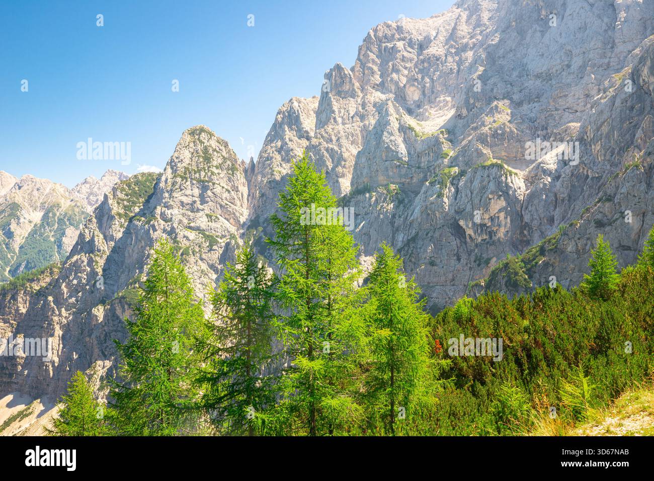 Breathtaking alpine mountain range with larch forest under a clear blue ...