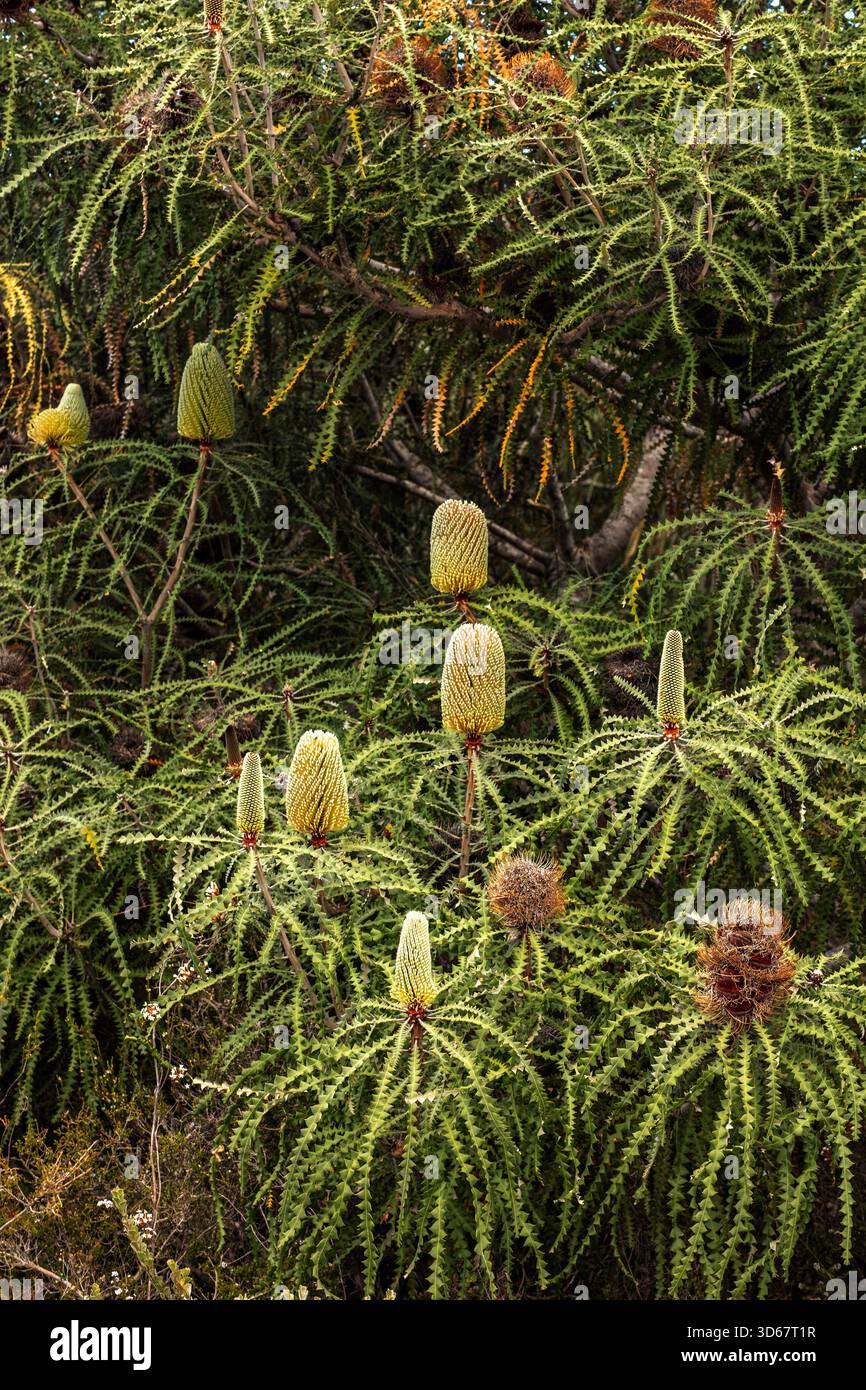 Plants are killed by bushfire hi-res stock photography and images - Alamy