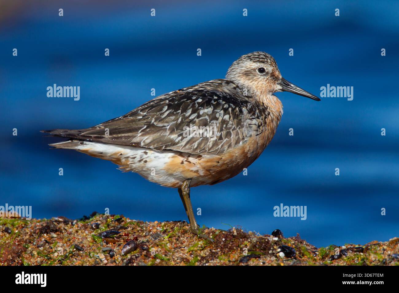 Hem knot hi-res stock photography and images - Alamy