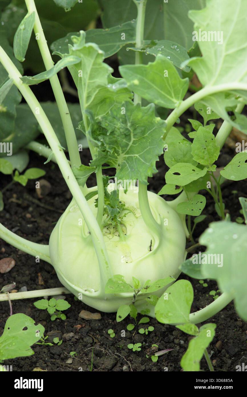 Kohl Rabi Quickstar,a cruciferous vegetable, ready to harvest in a ...