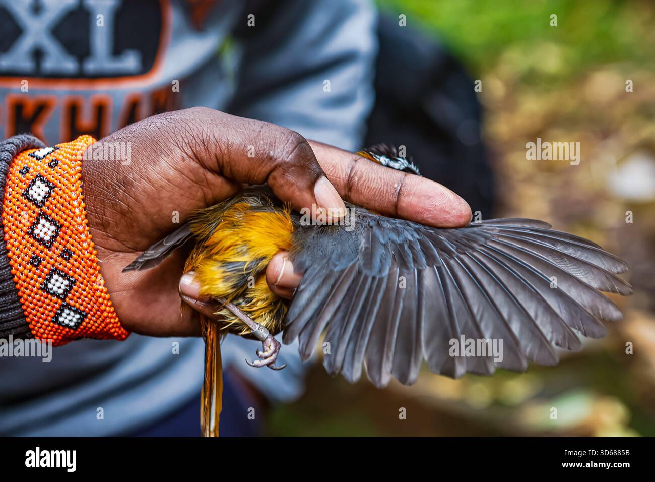A bird ringer at the National Museum of Kenya in Nairobi, checking the ...