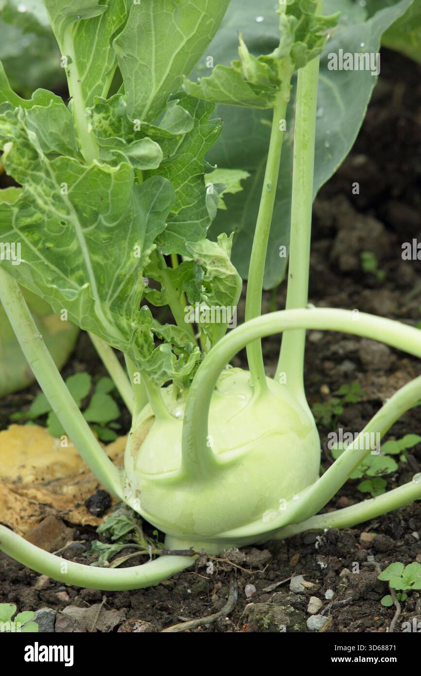 Kohl Rabi Olivia, an edible brassica, ready to harvest from it's ...