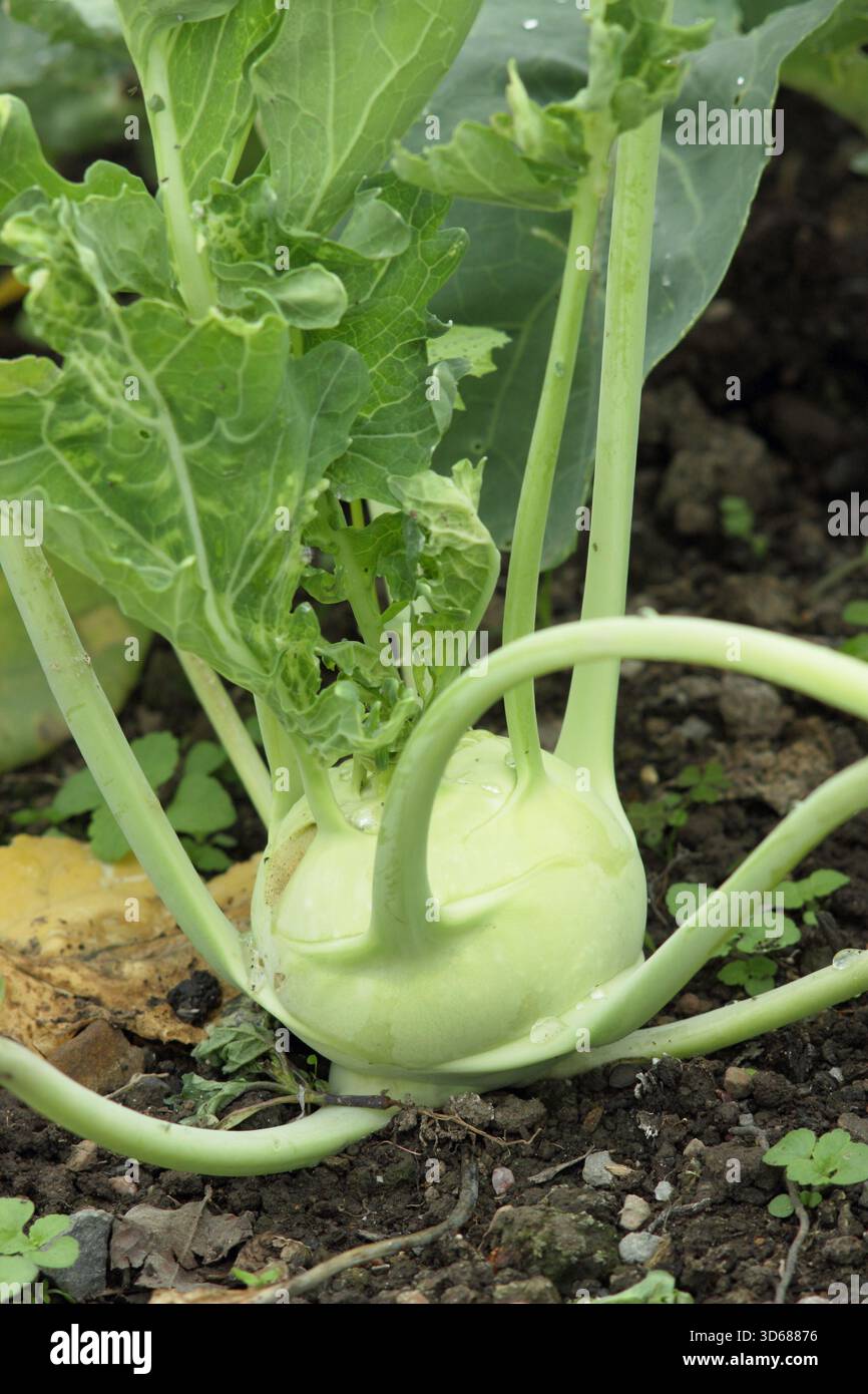 Kohl Rabi Olivia, an edible brassica, ready to harvest from it's ...
