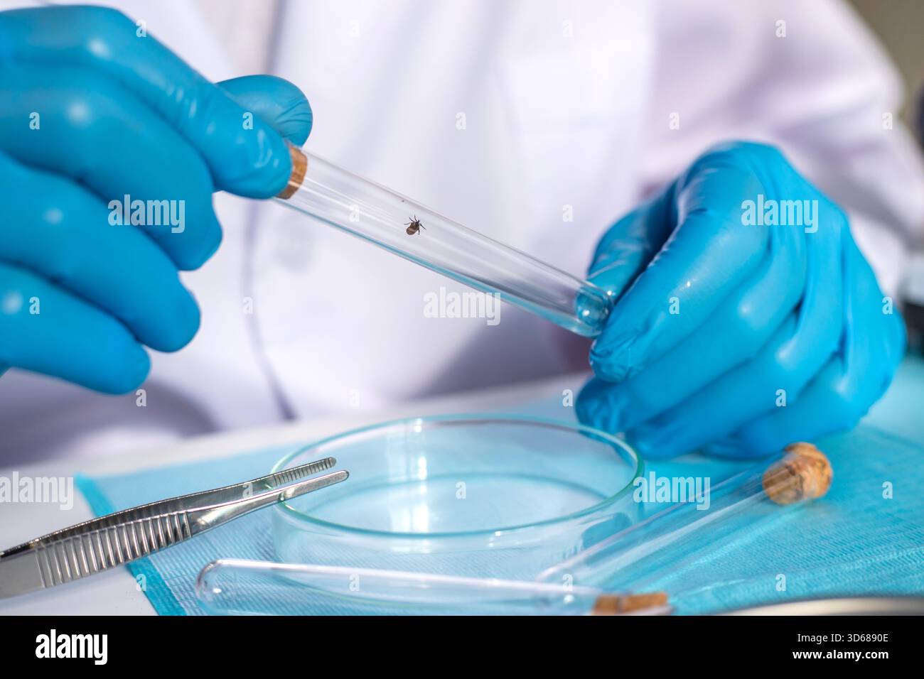 Examine a tick in a lab. Selective focus. nature Stock Photo - Alamy