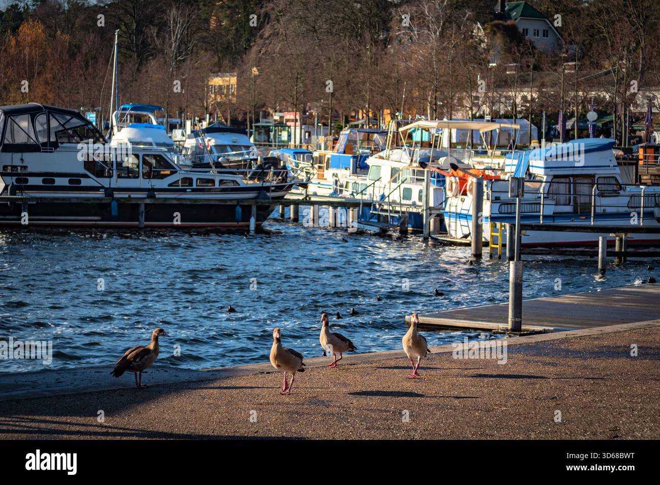 Berlin Spandau OT Kladow Kladower Hafen am Imchenplatz an der Havel ...